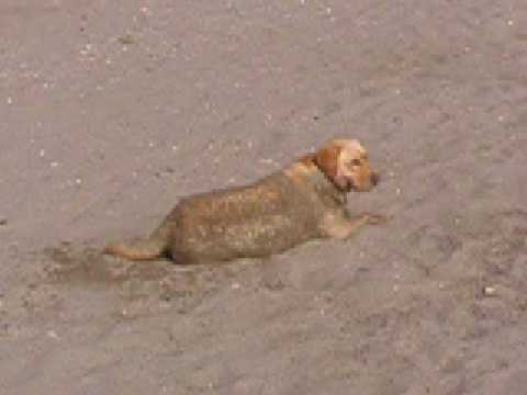 shara dog 1 - YouTube