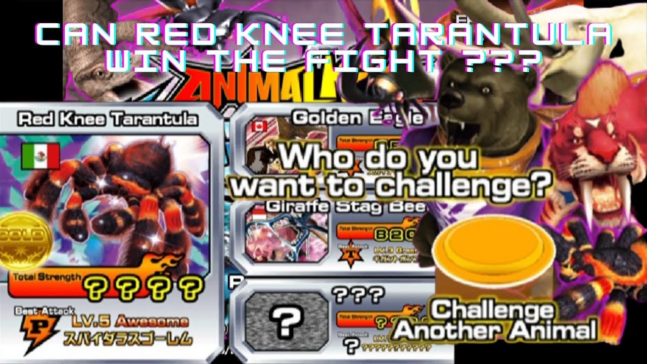 Play Animal Kaiser Evolution 3 II Strong Mode II Red Knee Tarantula II ...