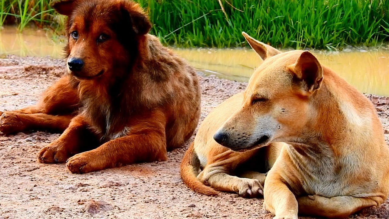Ooops! cute dog choly and his girls friends waiting boss give food ...