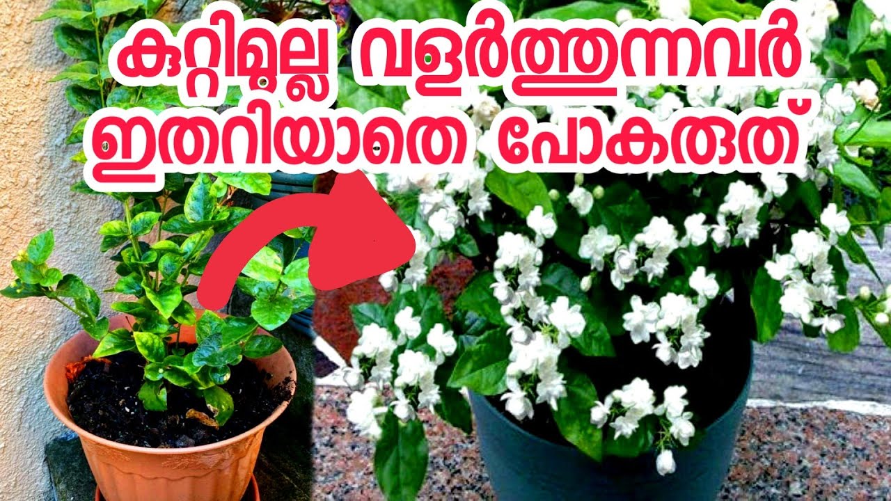 കുറ്റിമുല്ല വളർത്തുന്നുണ്ടോ എങ്കിൽ ഇതു അറിയാതെ പോകരുത്|kuttimulla ...