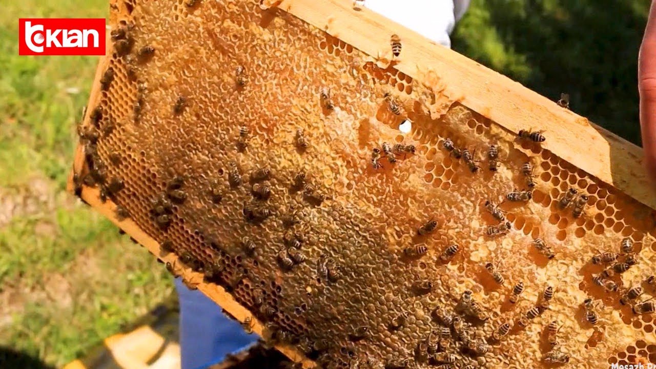 Rudina - Shije e mirë, produkte cilësore, jetë e shëndetshme – Mjaltë ...