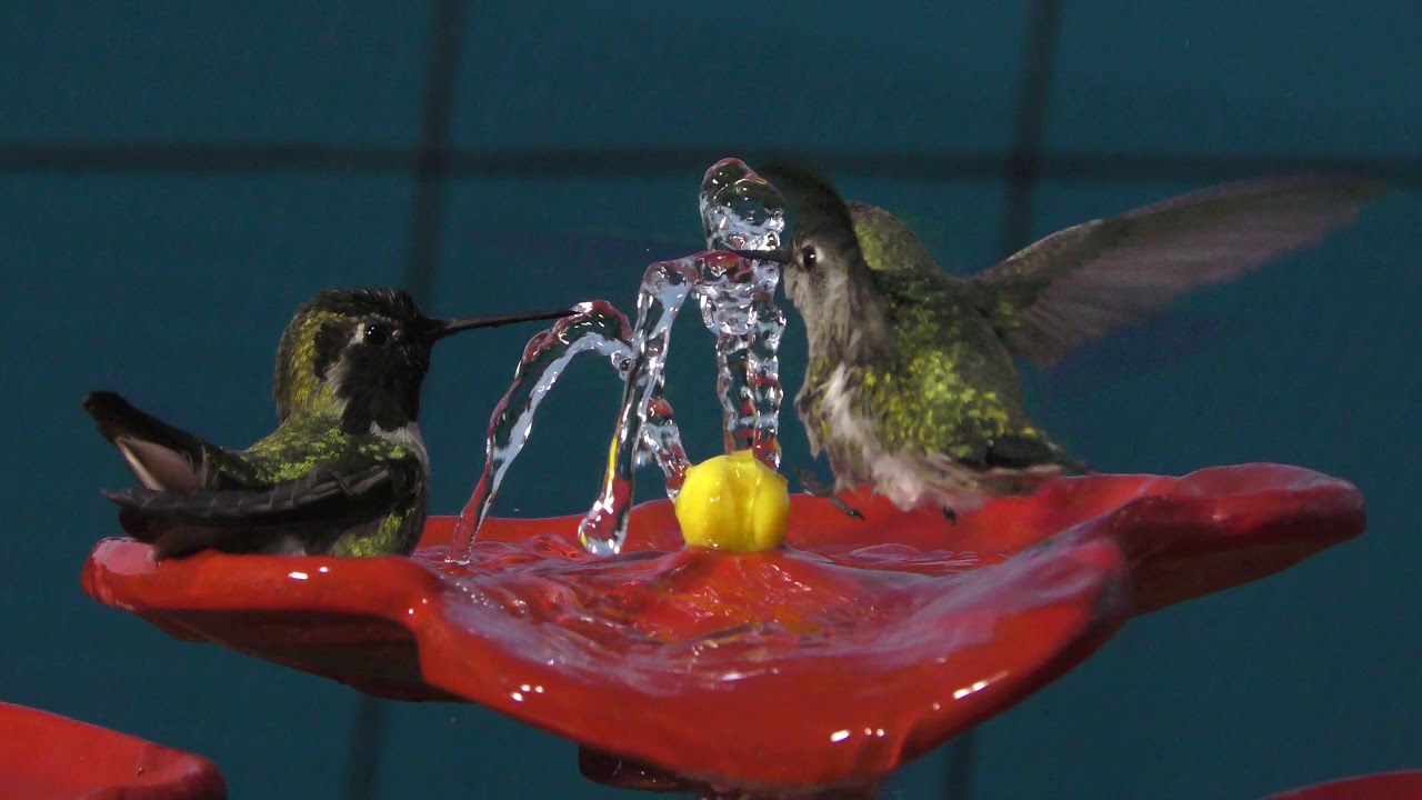 Fountain Follies! Sunday Closeup of Hummingbirds Bathing in the Flower ...