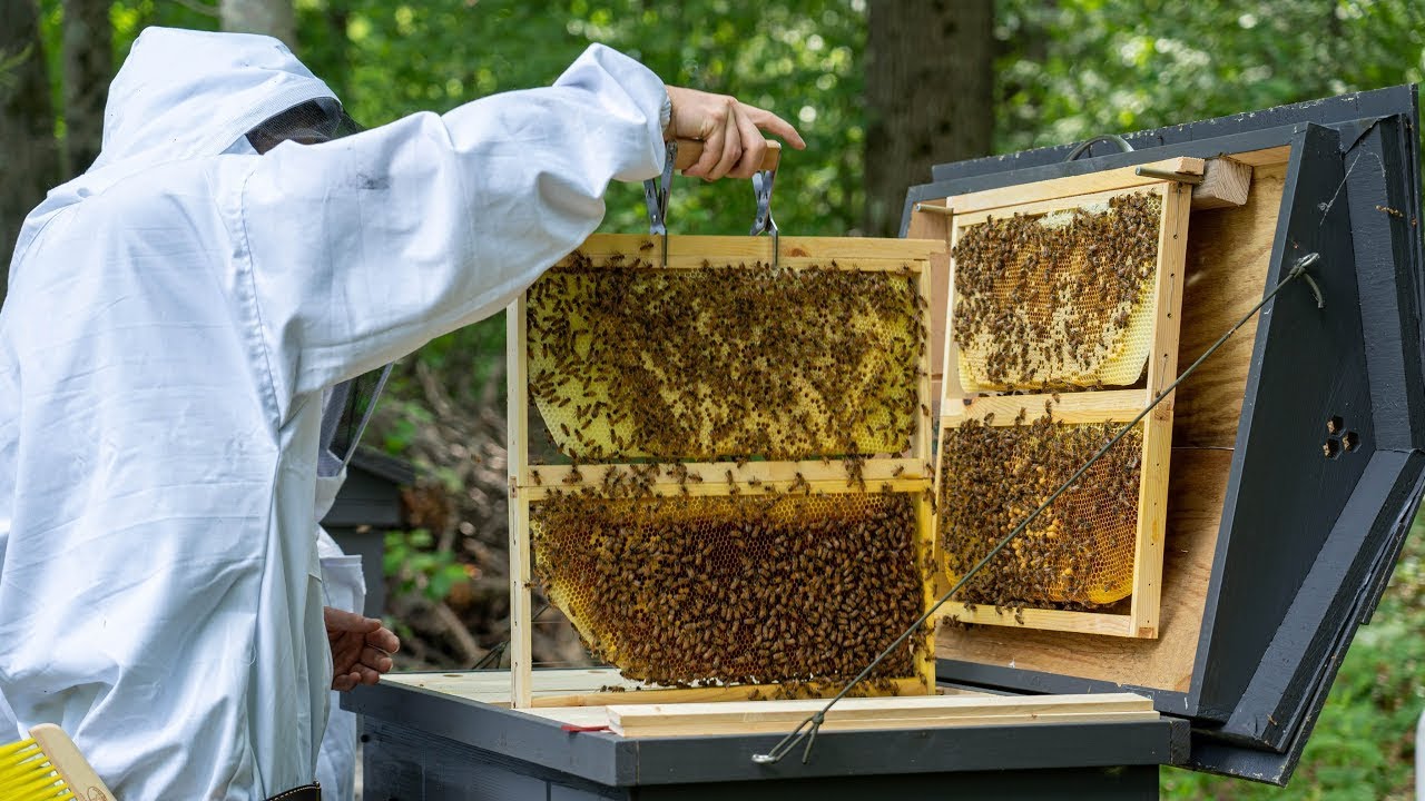 Building my first two beehives (Instagram stories) - YouTube