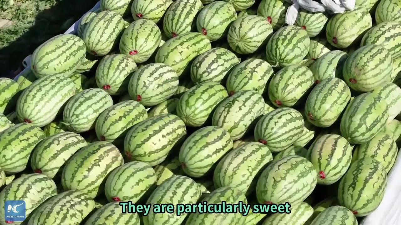 From fields to fame: Xinjiang watermelons sweep nationwide market - YouTube