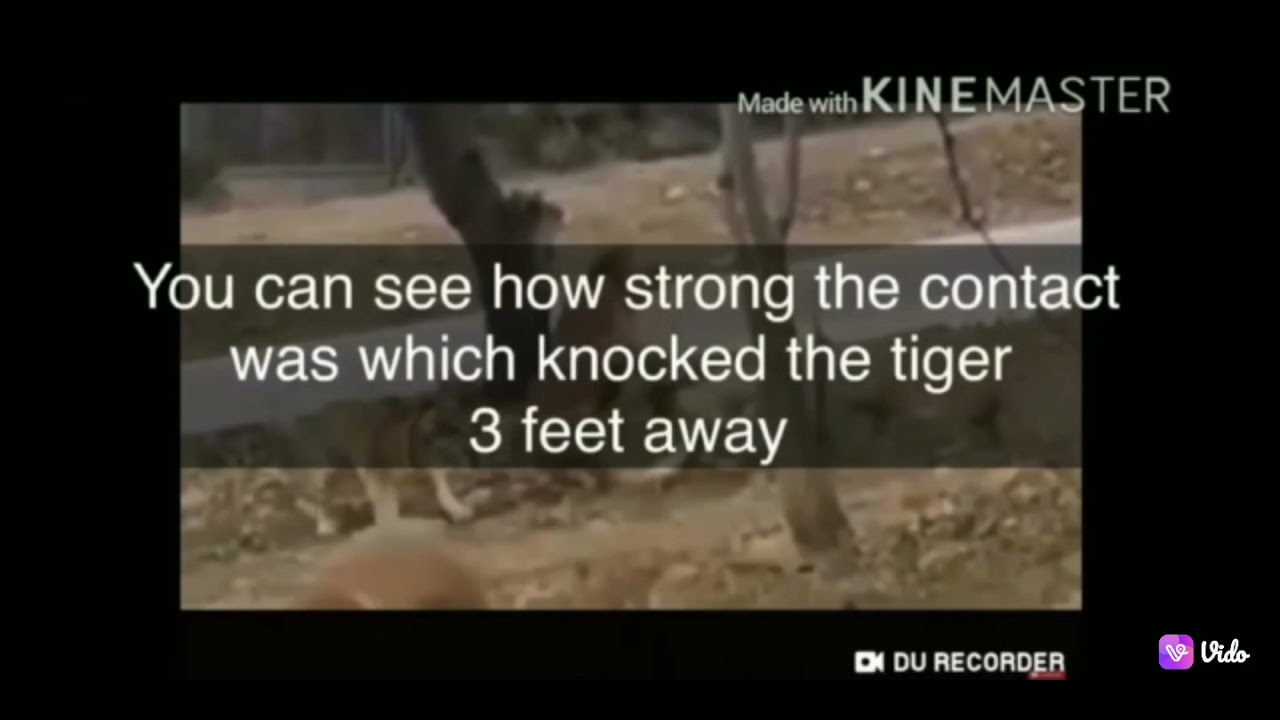 Lion's 1 powerful paw swipe knocked the tiger 3 feet away. - YouTube