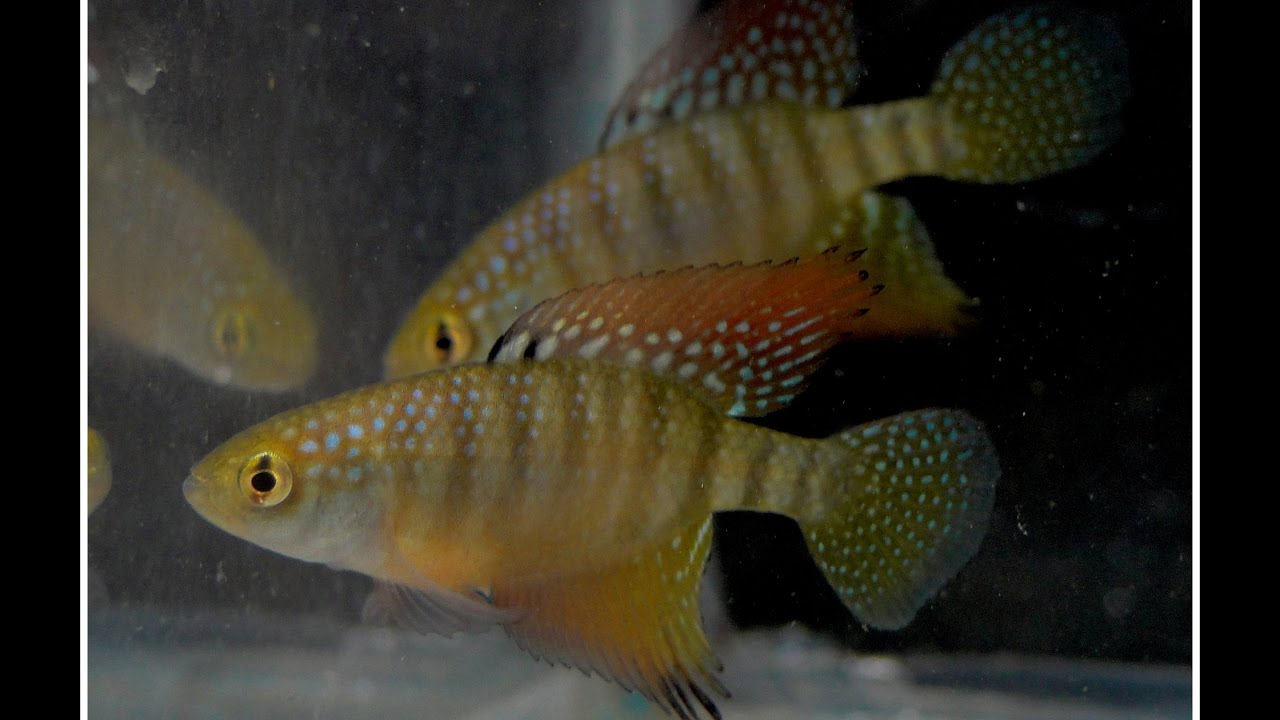 Hypsolebias radiseriatus "Jaíba" - YouTube