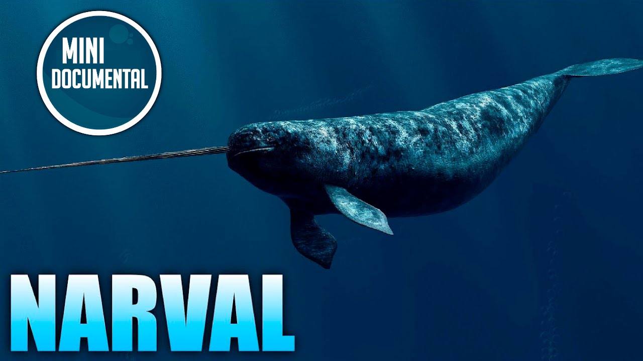 Narval (mini documental) - YouTube