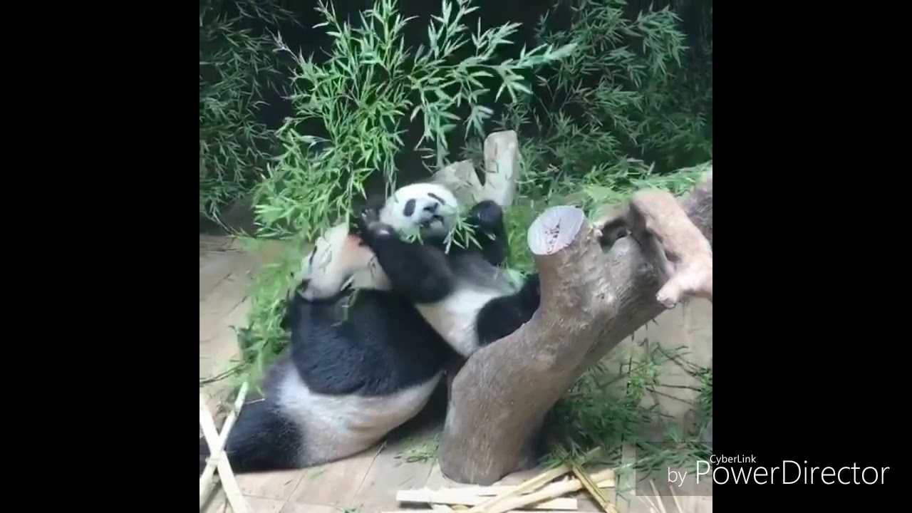 Cute falling panda 😍 - YouTube