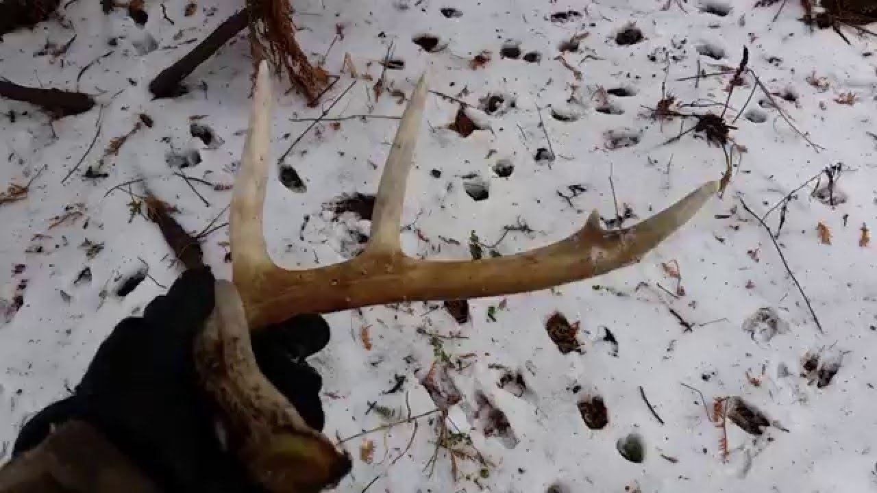 Shed antler hunt #3 Jan. 3 2016. - YouTube