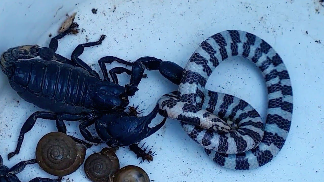 Giant Scorpions, Snails, Giant Centipede, Worm that I Found This ...