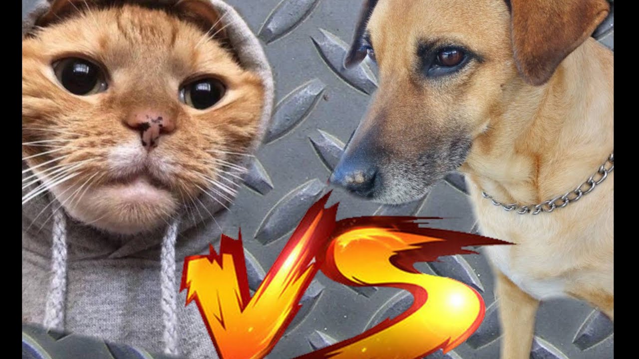 Gatos Vs Perros Peleas Youtube