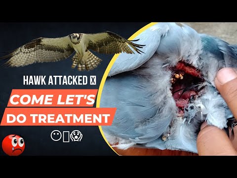 ಮನೆಯ ಹತ್ತಿರ ಶಿಕರದ ದಾಳಿ 🦅 | ಪಾರಿವಾಳ ಅಸ್ತವ್ಯಸ್ತವಾಗಿದೆ😵‍💫 | Hawk attacked ...
