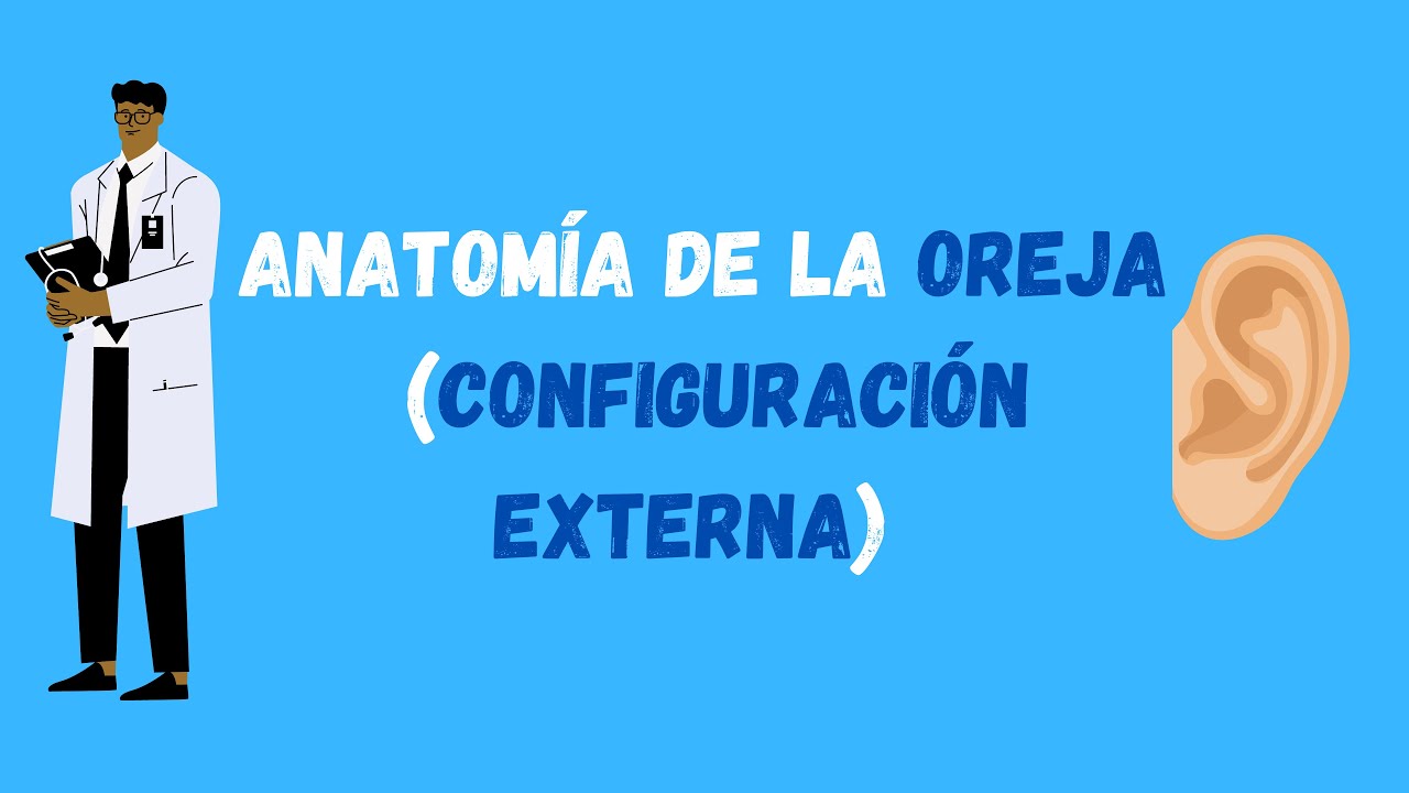 ANATOMÍA: OÍDO EXTERNO: Oreja (configuración externa) en VIVO - YouTube