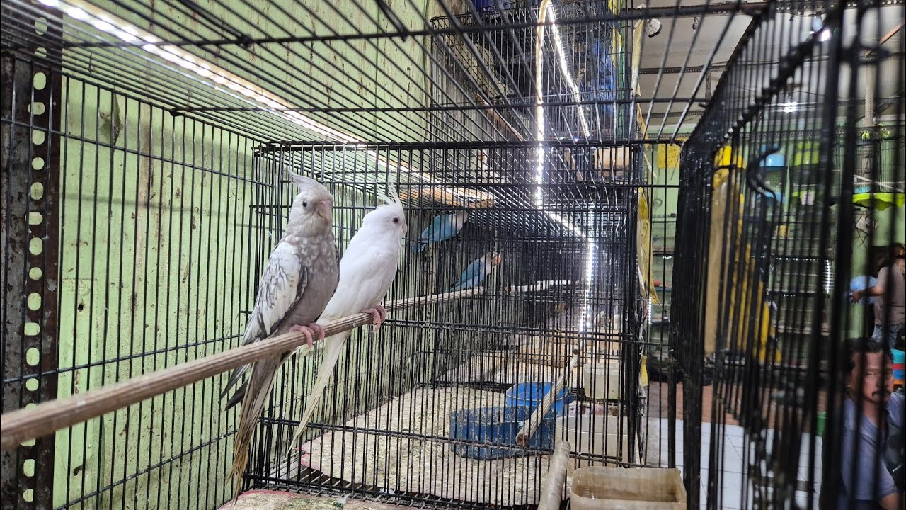 Update Stock Toko Burung Mbak Dwi Sidoarjo Senin 23 Desember Juga Trima ...