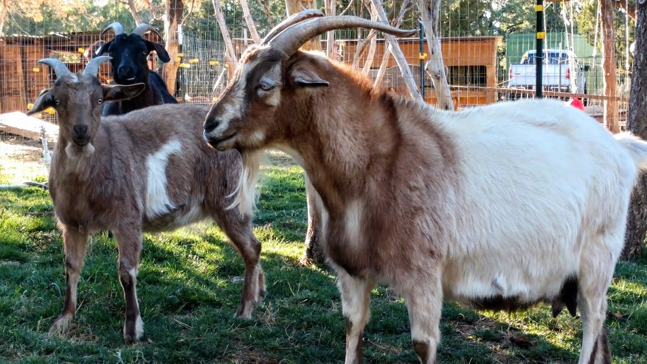 goat pregnancy signs - YouTube