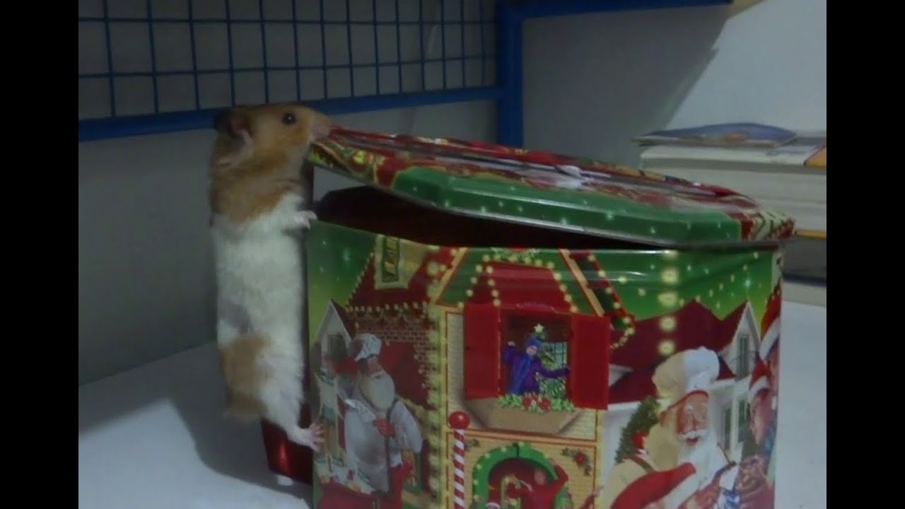 The Most Intelligent Hamster Of The World HD[1080] - YouTube