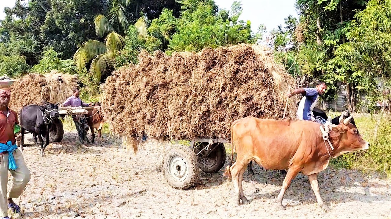 Two Bullock Cart Load ride || Paddy Transport with Cattle Cart | Cow ...
