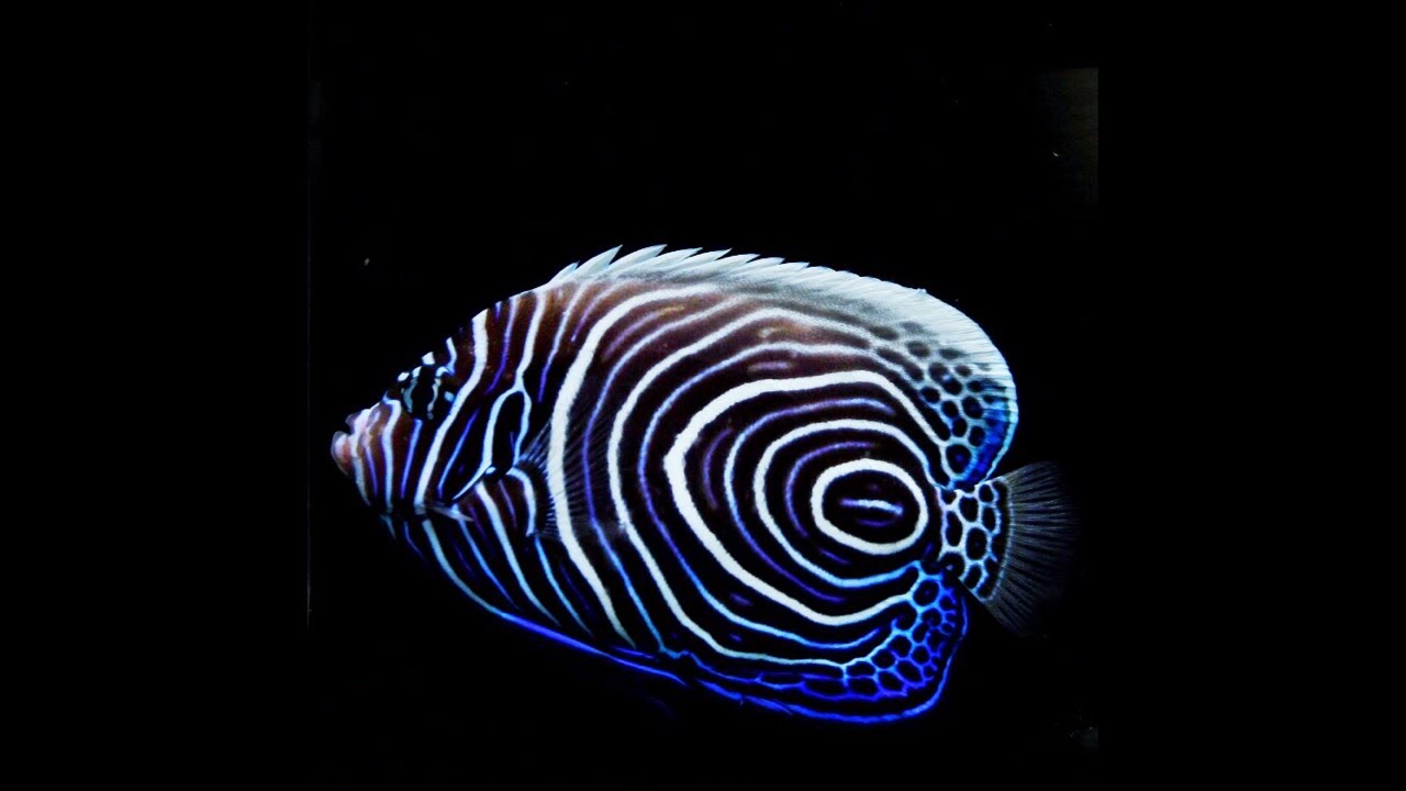 Baby Emperor Angelfish