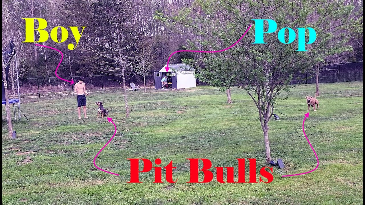 Family fun with Pit Bulls in the yard! - YouTube