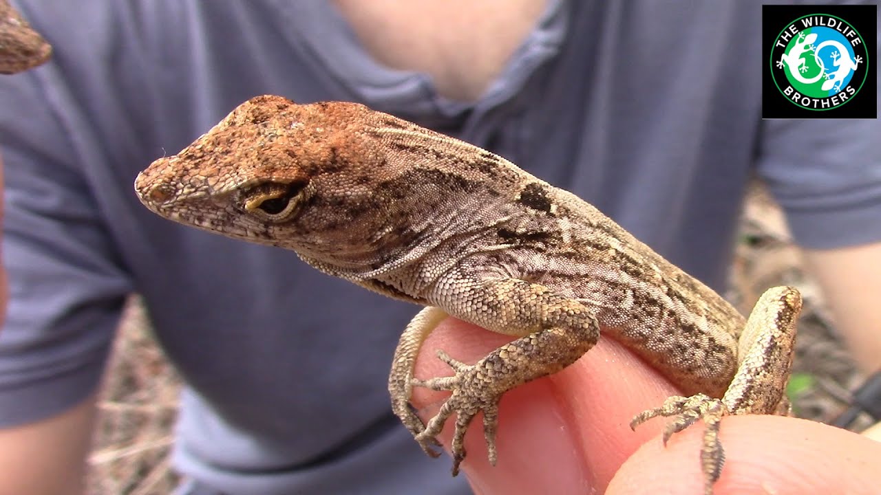 Florida's Feistiest Little Lizards! - YouTube