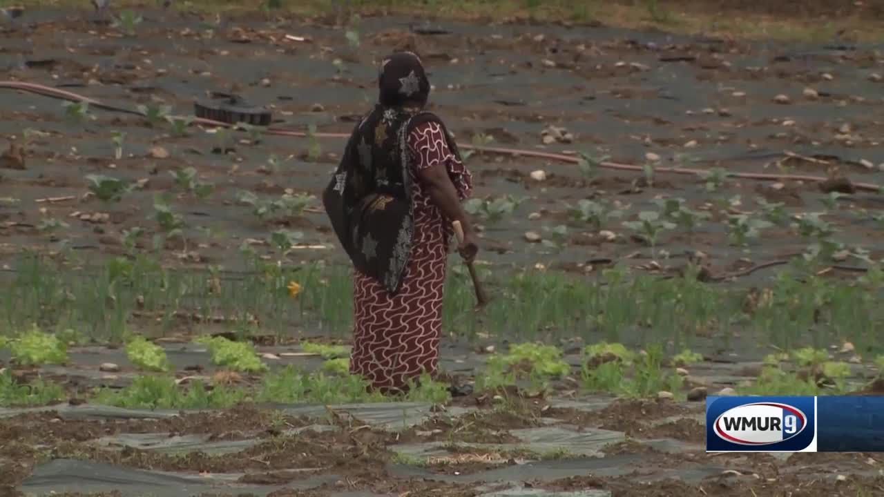 Dunbarton farm provides familiar place for new immigrants - YouTube