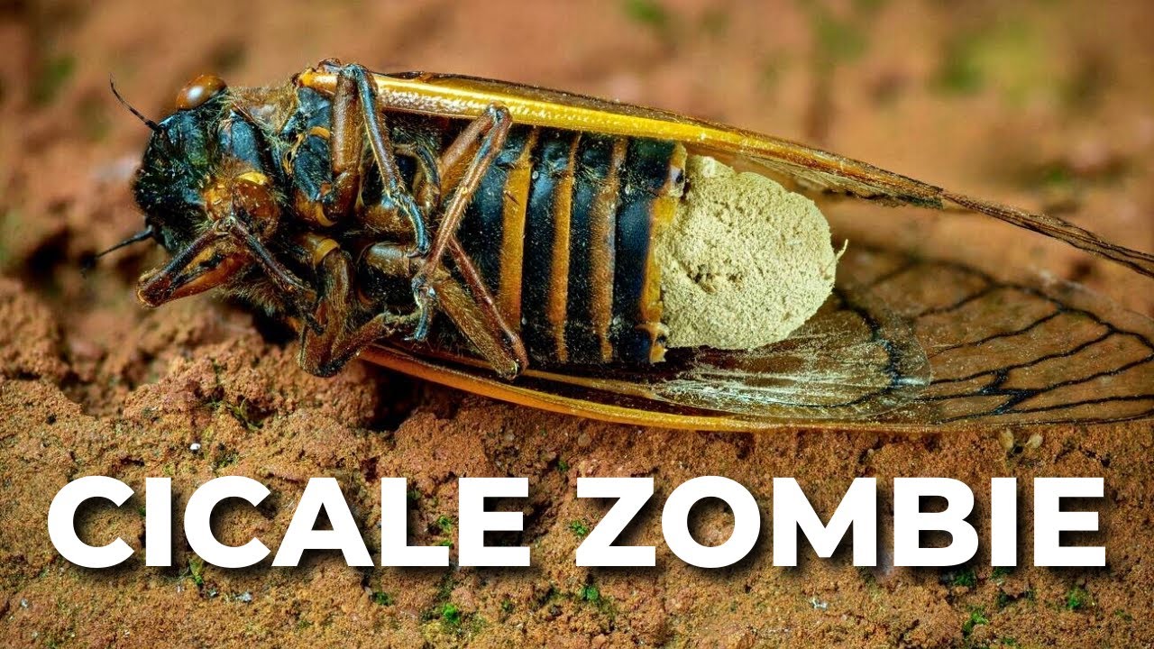 Hai mai sentito parlare di CICALE ZOMBIE? - YouTube