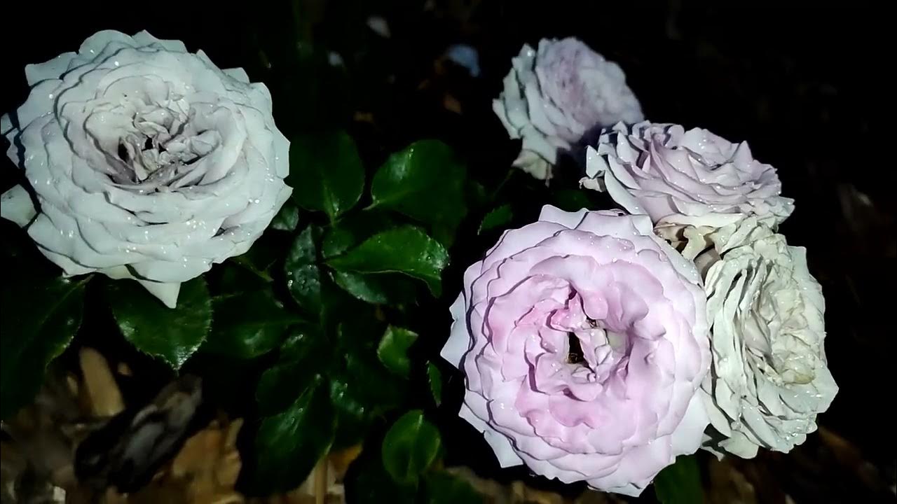 Роза спрей Стерлинг Сенсейшен. (вечерняя съёмка) - YouTube