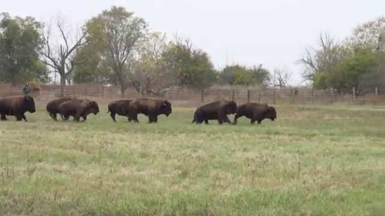 USDA Forest Service Introduces Bison to Midewin - YouTube