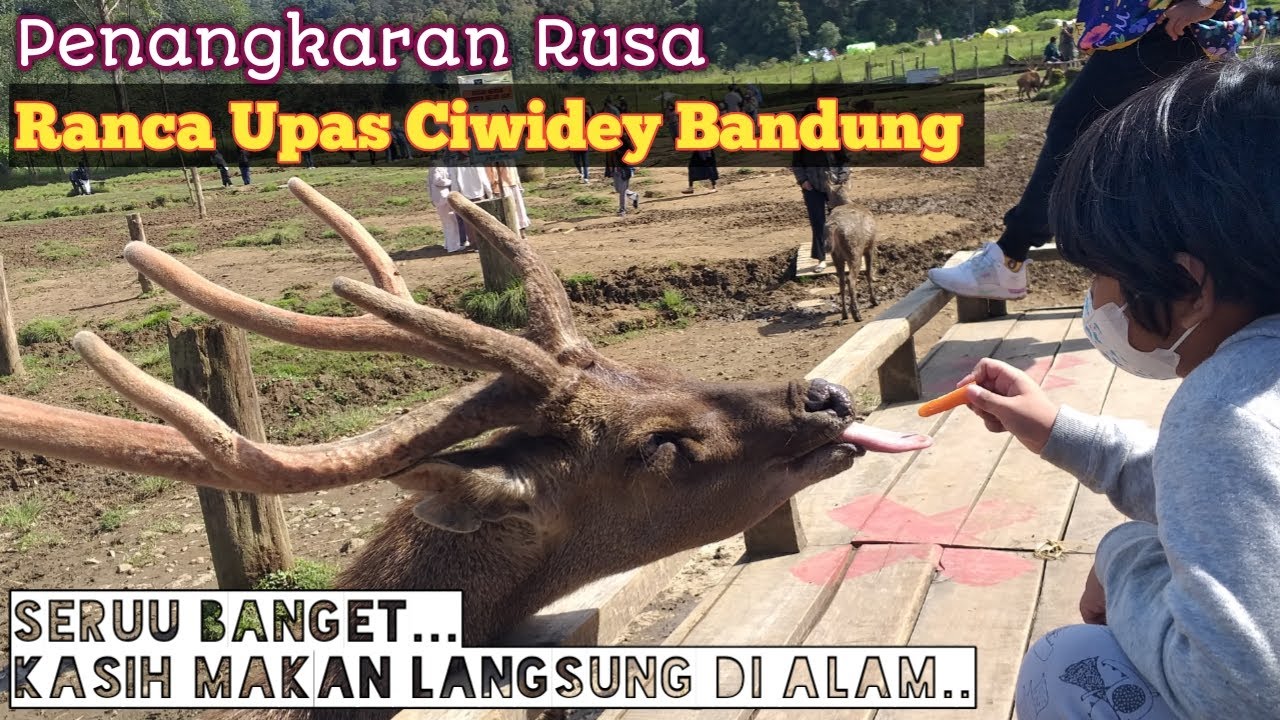 Main Ke Ranca Upas Bandung | Penangkaran Rusa Ranca Upas | Wisata ...