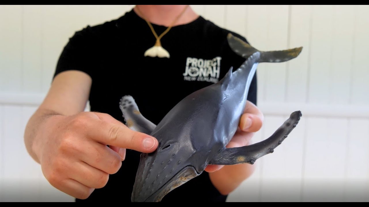 All About Whales - YouTube