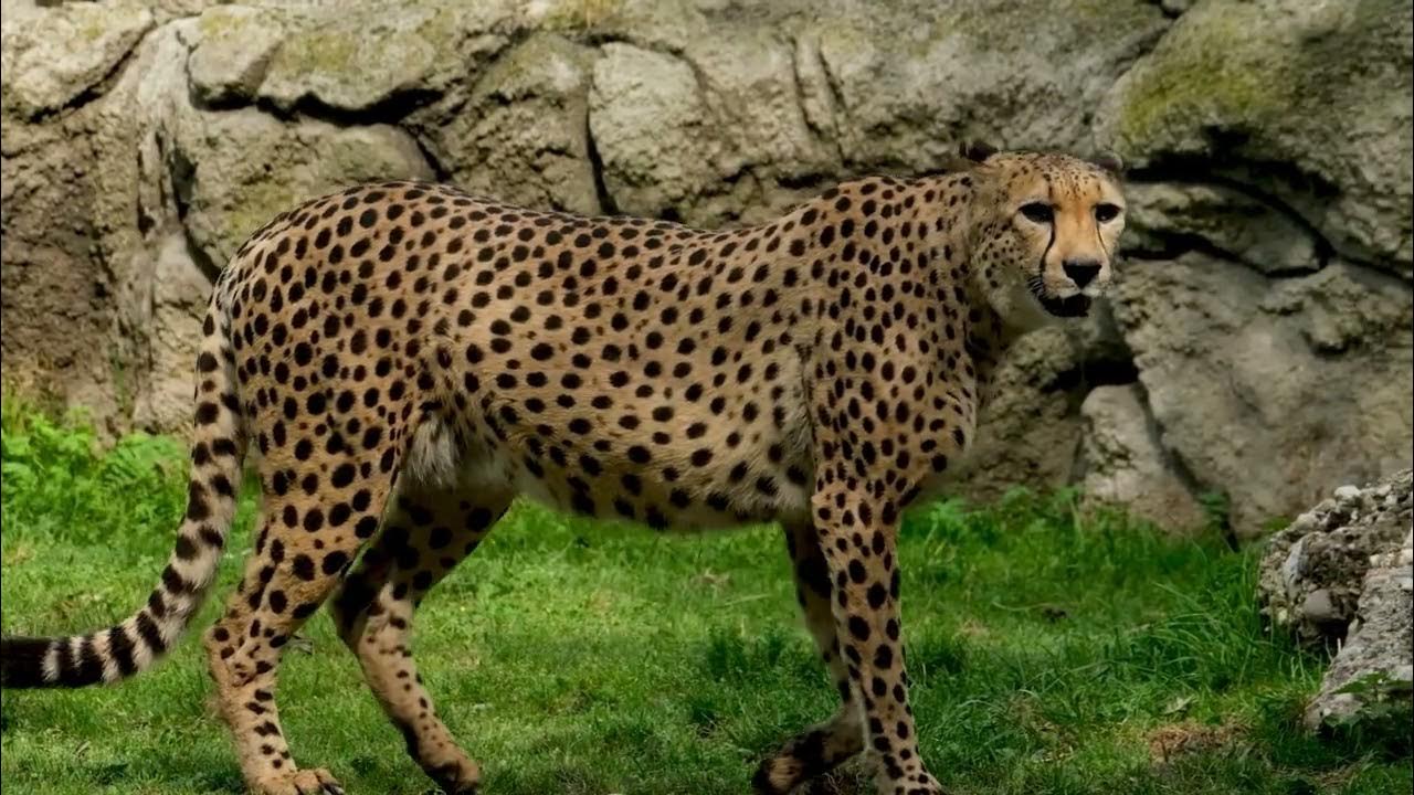 Encounters with Wildlife: Exploring Animals in Their Natural Habitat ...