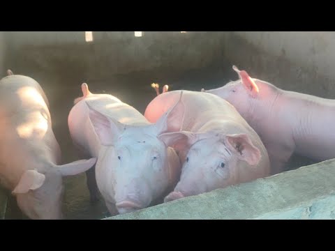Viral Pigs #393 Pig 102 days old/Viral Pig raising activities at home ...