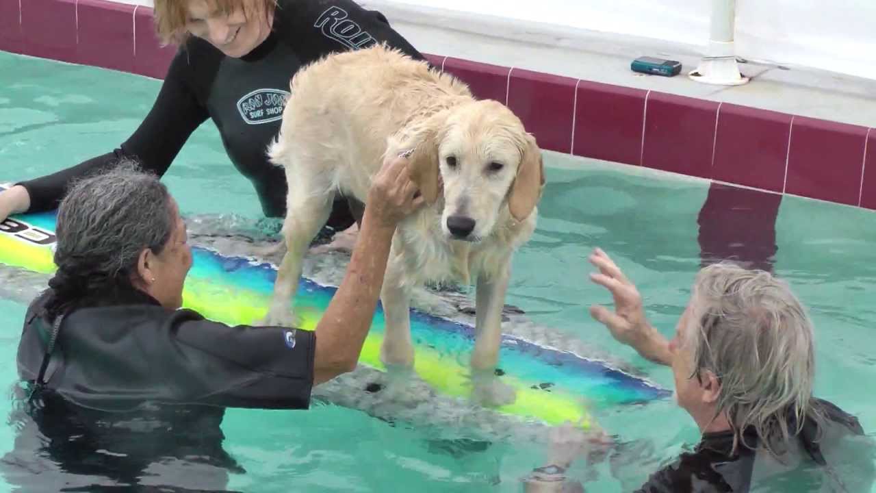The Adventures Of Dougie The Golden Retriever - Episode 116 - YouTube