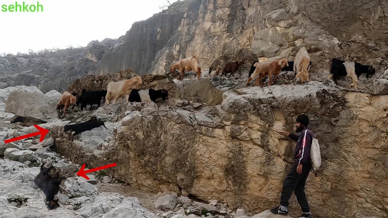 Goats Falling from a Mountain | A Day in Nomadic Life of Iran - YouTube