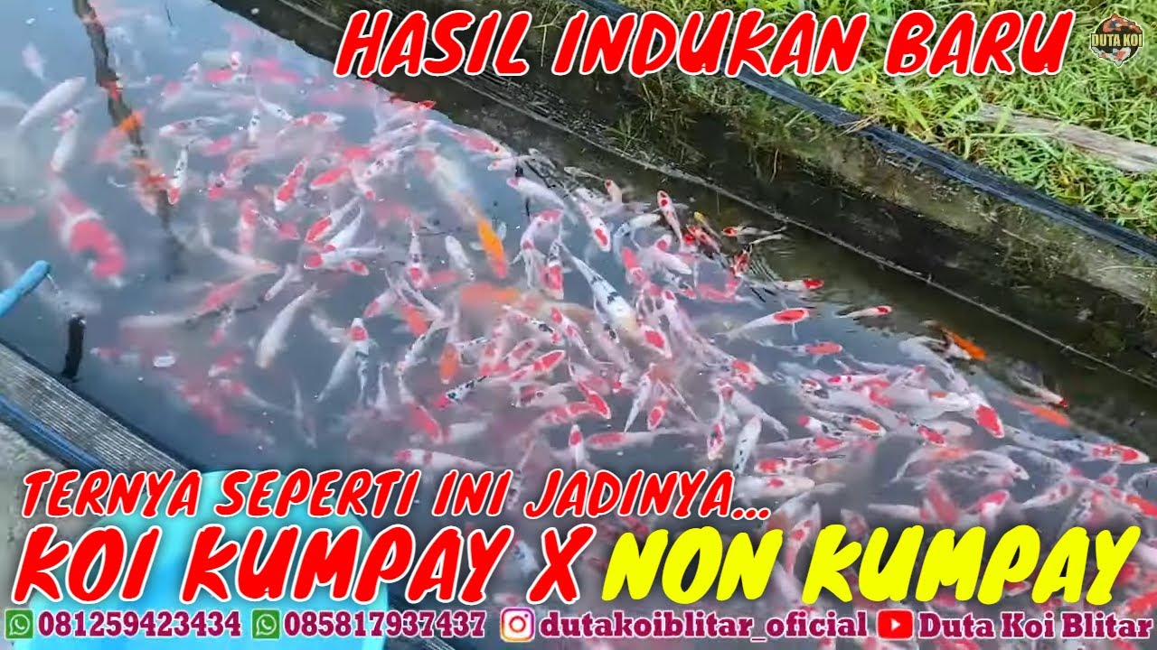 🤔 KOI KUMPAY DISILANGKAN DENGAN NON KUMPAY HASILNYA SEPERTI APA ...