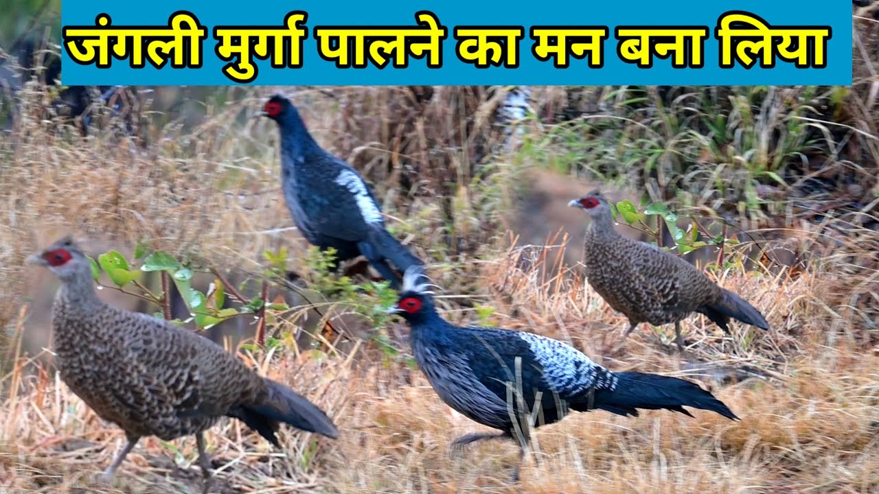 जंगली मुर्गी को पालने का मन बना दिया अब ️ ️।। जंगली मुर्गा।। jungle ...