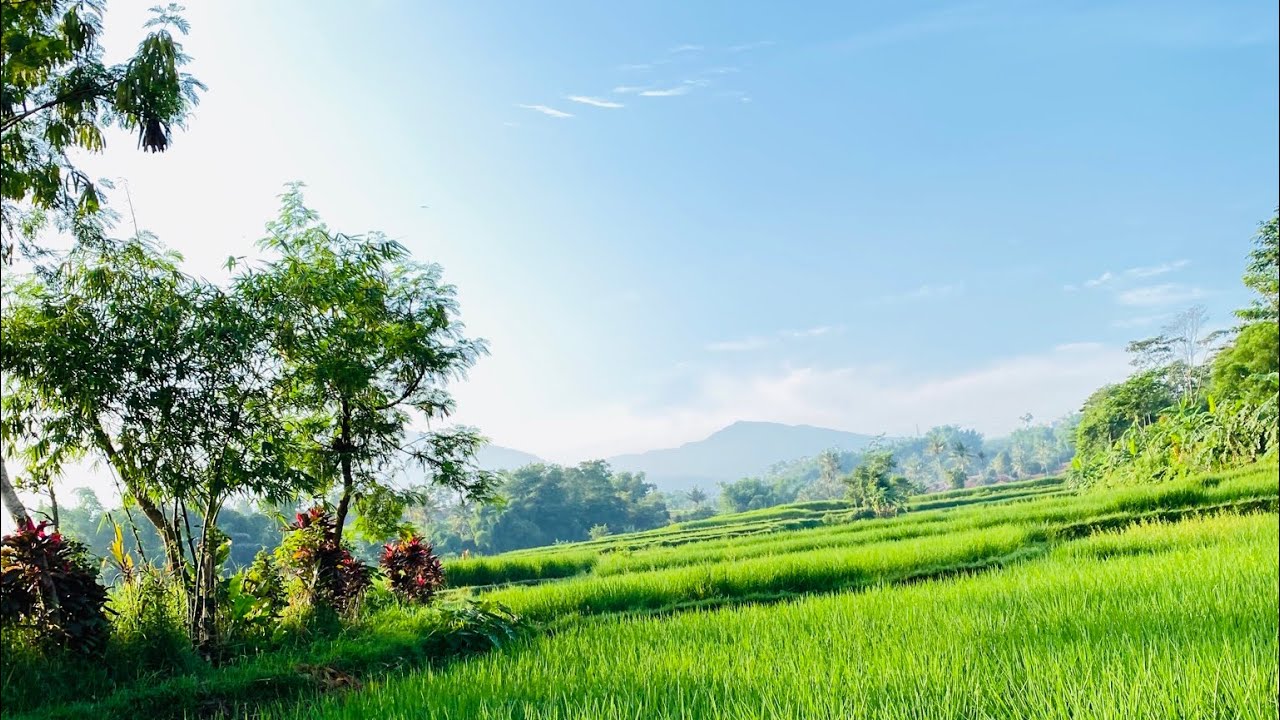 KEINDAHAN ALAM, PESAWAHAN - YouTube