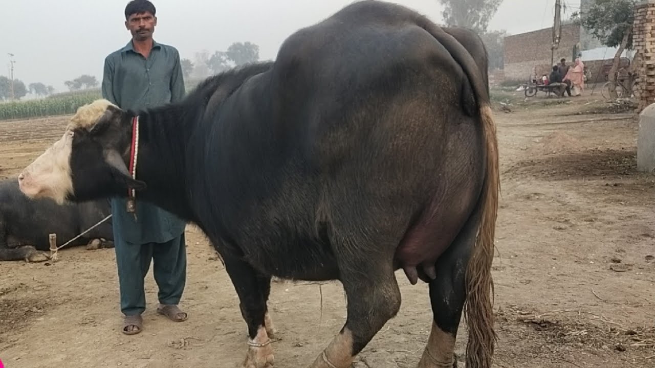 Top class beautiful pure neeli Ravi buffalo far sale in Punjab Pakistan ...