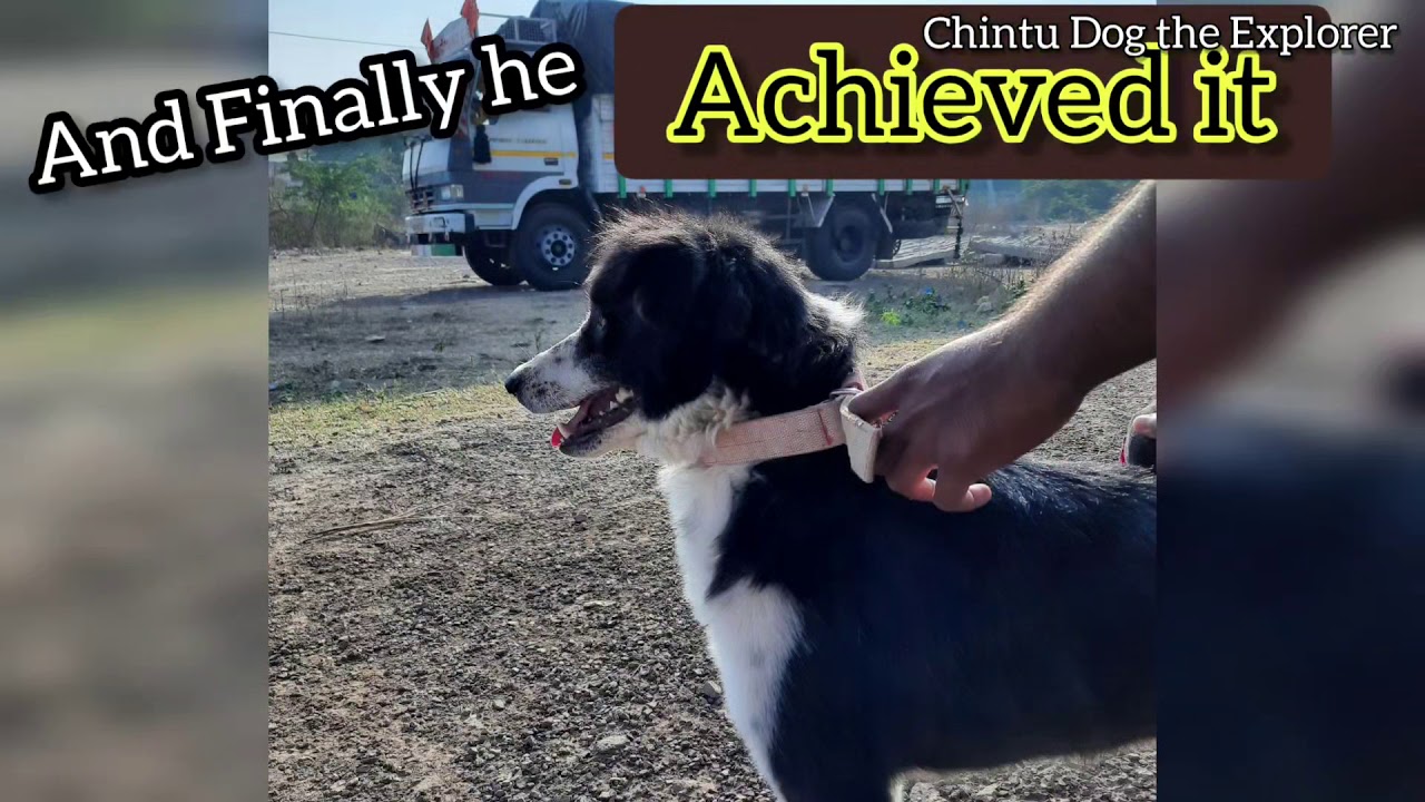 Chintu learnt Fetch game in short time - Chintu Dog the Explorer Indie ...