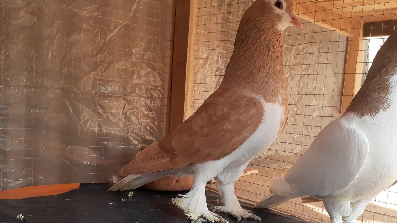 New Pigeons 2021 - YouTube