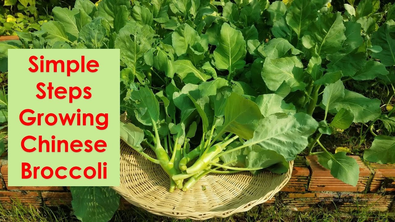 Learn to grow Chinese broccoli with simple techniques - YouTube