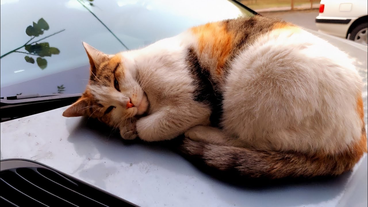 Calico Cat on The Warm Hood of The Car Reminds The of Its Mother's Warm ...