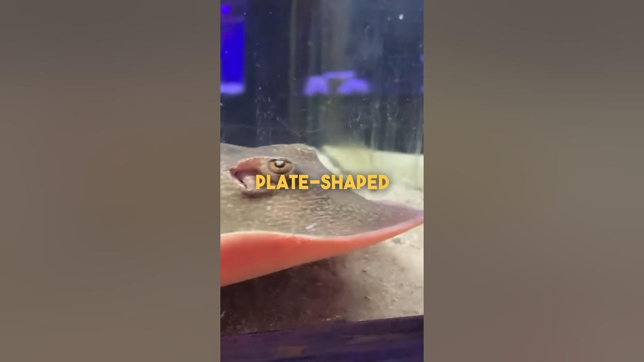 Who is Charlotte the Stingray? - YouTube