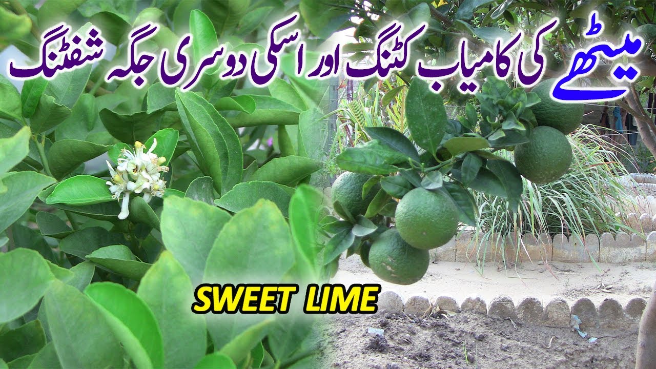 How to Grow Sweet Lime (Mitha) Easily at Home Complete Info in Hindi ...