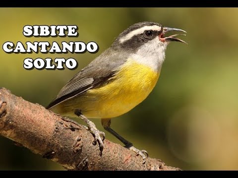 SIBITE CANTANDO MUITO - YouTube