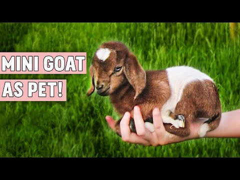 Mini Goat As Pet!! | Can You Keep Pygmy Goat as Pet?