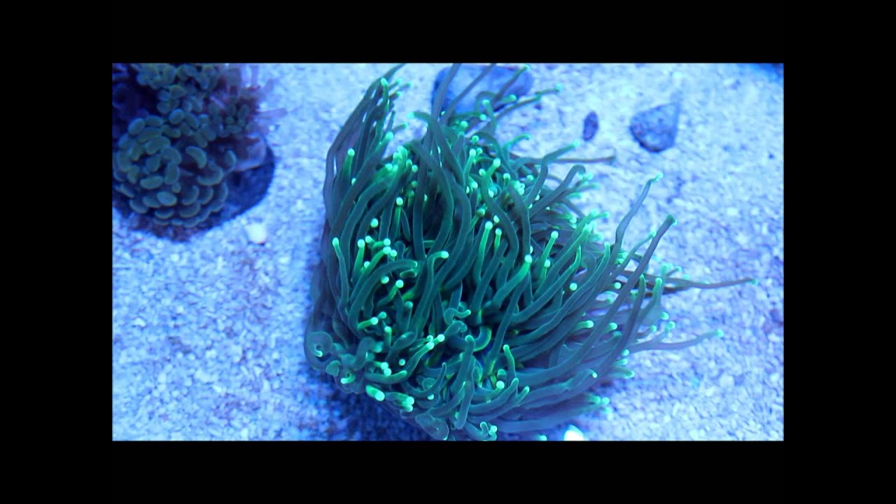 Ultra Neon Green Torch - YouTube