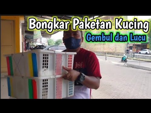 Unboxing Kucing Dari Peternak 🔥 Siap Di adopsi Harga Murah - YouTube