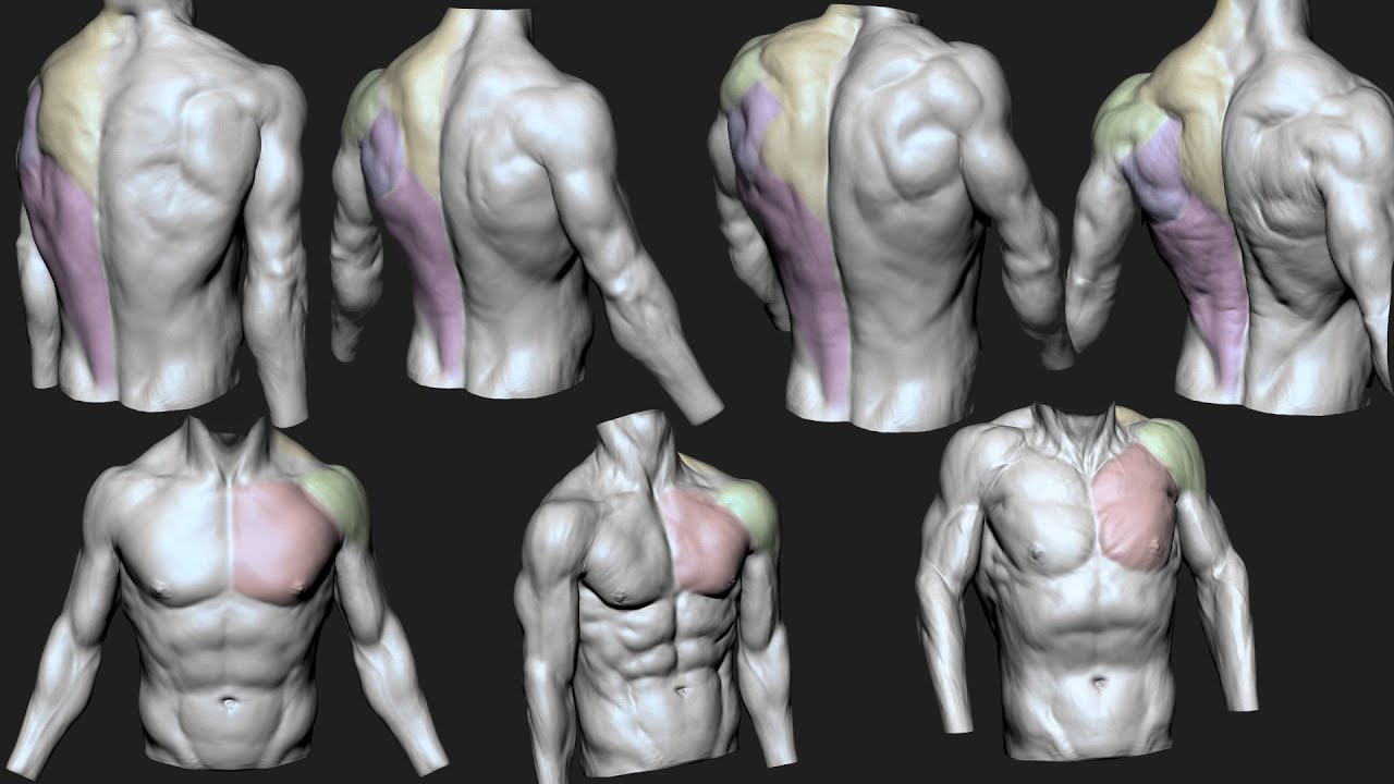 Dynamic Torso Anatomy in Zbrush - Timelapse - YouTube