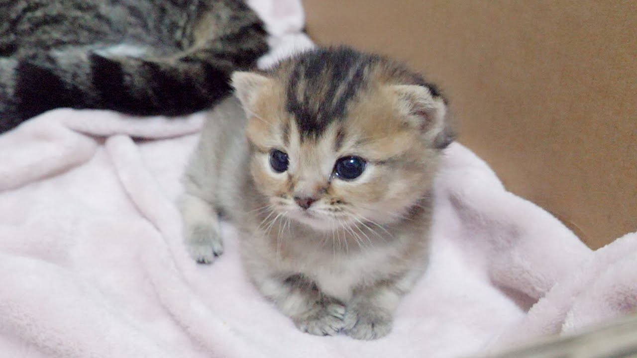 Kitten Kiki caught in a quarrel between her parents... - YouTube